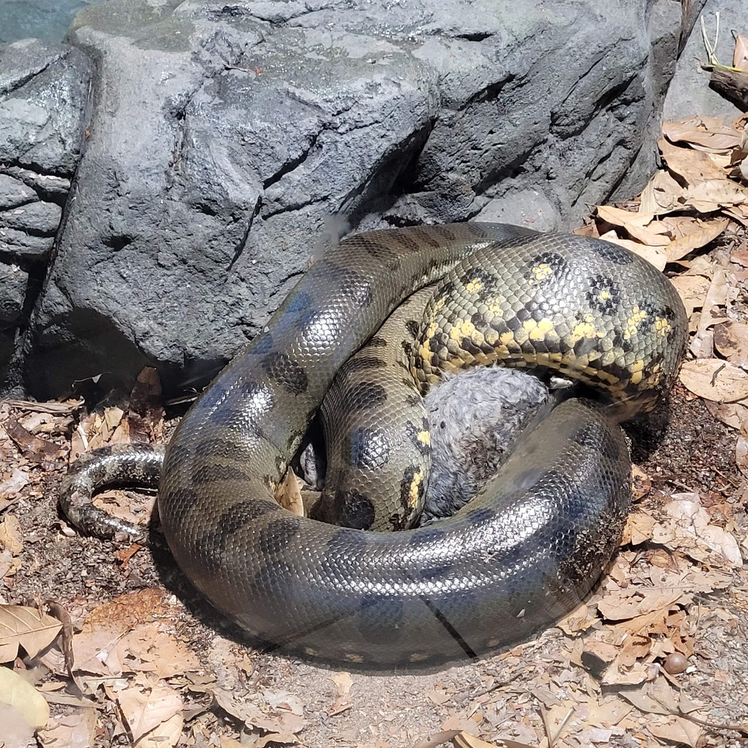 Meet the Wacky and Wonderful Animals of Australia
