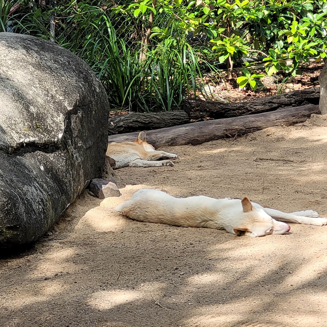 Meet the Wacky and Wonderful Animals of Australia