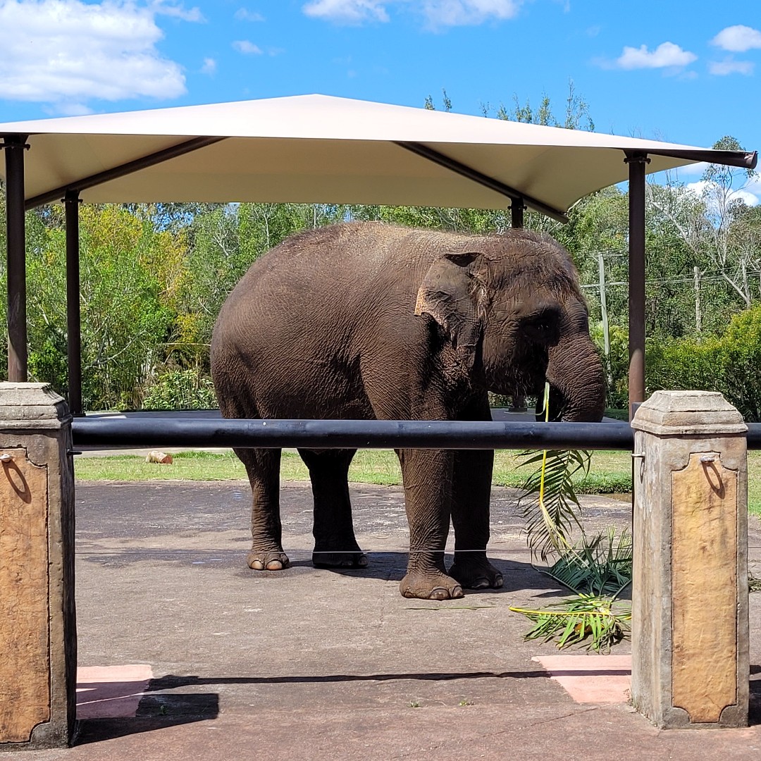 Meet the Wacky and Wonderful Animals of Australia