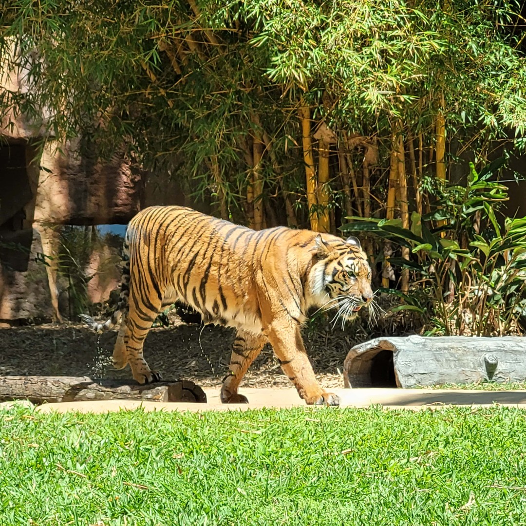 Meet the Wacky and Wonderful Animals of Australia