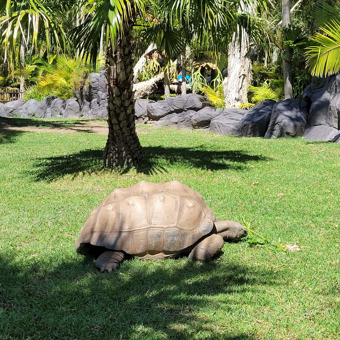 Meet the Wacky and Wonderful Animals of Australia