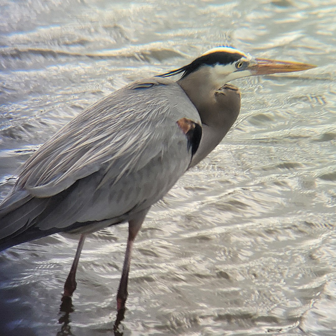 Bird Alert! Dabblers, Divers and More at South Padre - The Unofficial ...